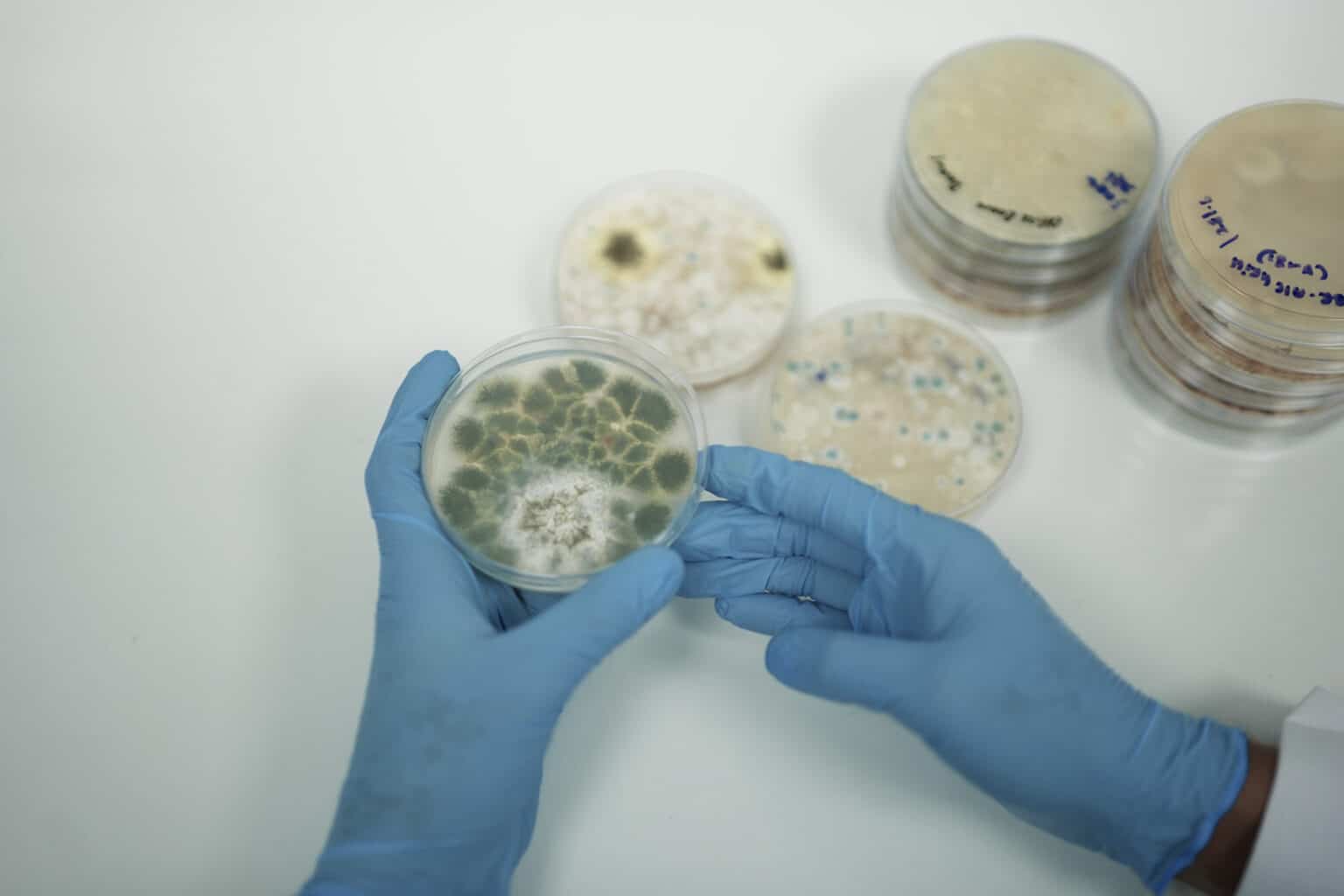 Mold Inspection - Indoor Sciences